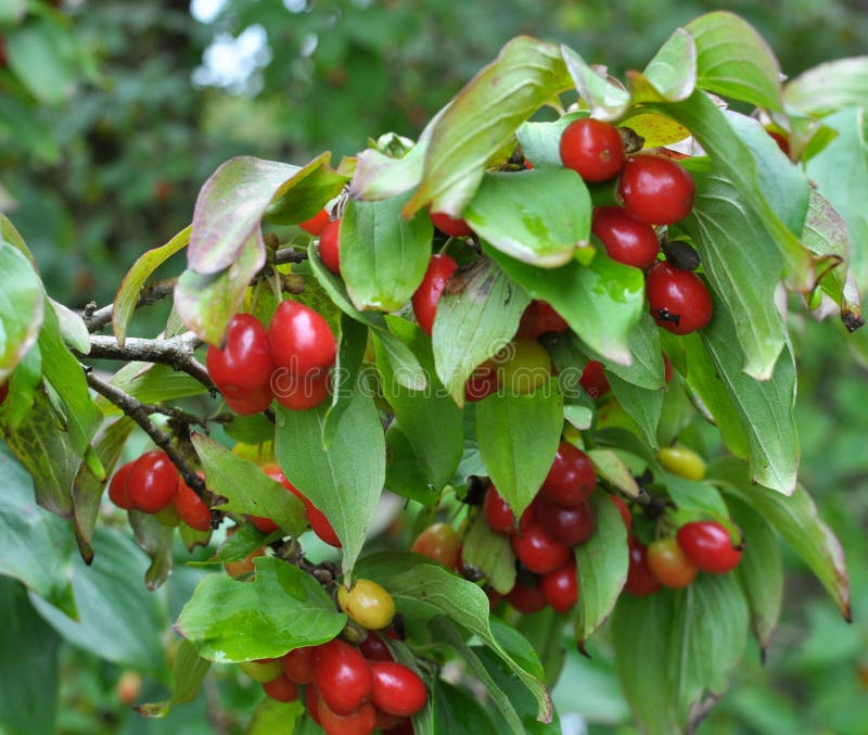 The Fruits of Dogwood (Cornus) Ripen on a Tree Branch Stock Photo ...