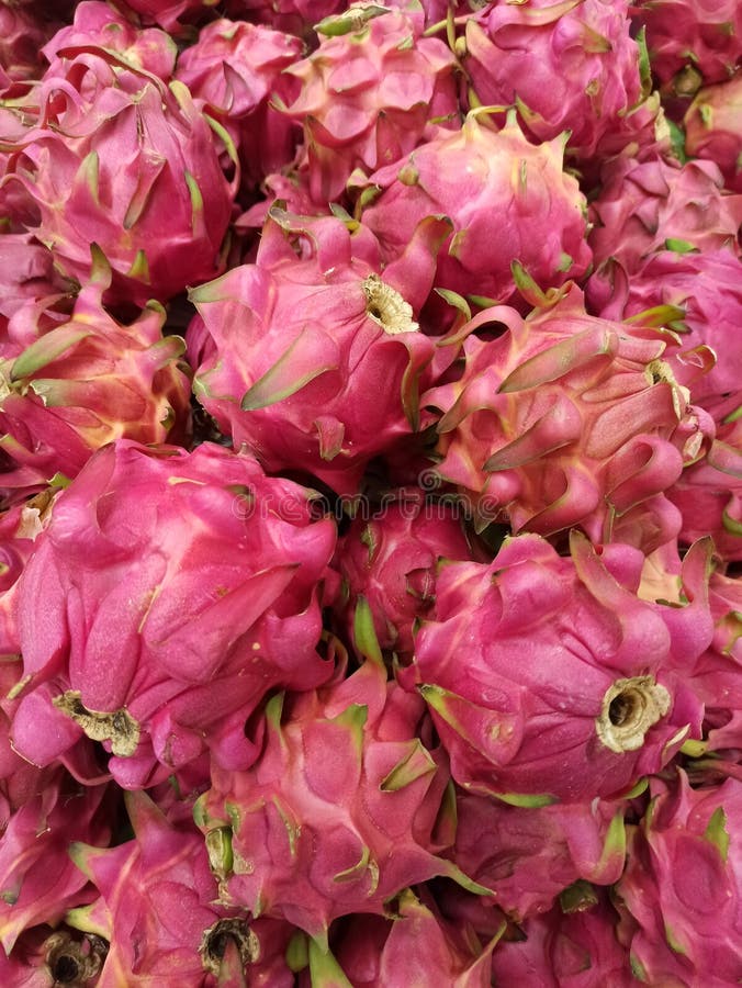 Fruits du dragon rouges image stock. Image du arbuste - 204656255