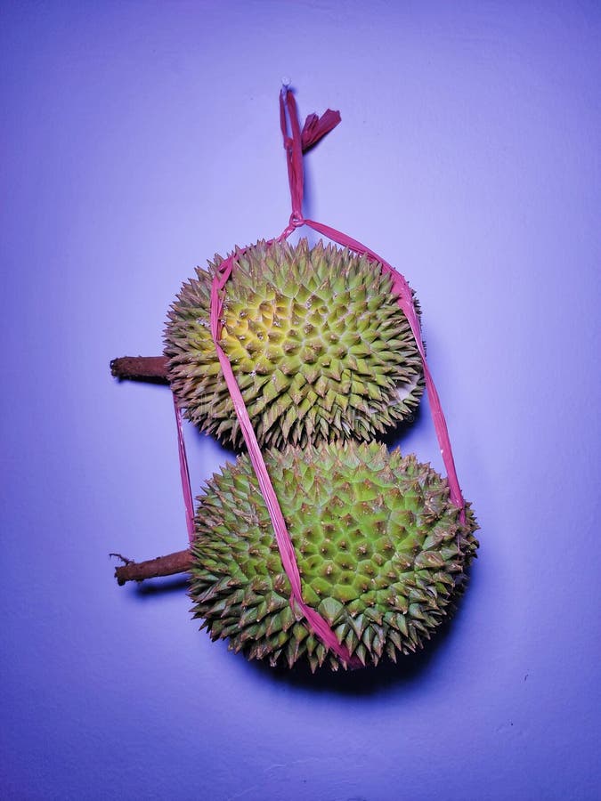 Durian fruits good stock image. Image of durian, yellow - 225763319