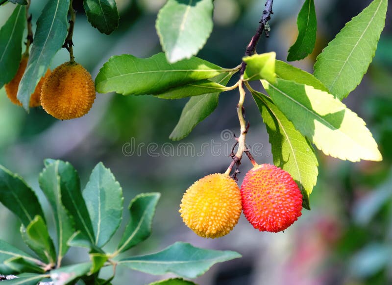 Fruits of Eastern Strawberry Tree (lat.- Arbutus Stock Image - Image of ...