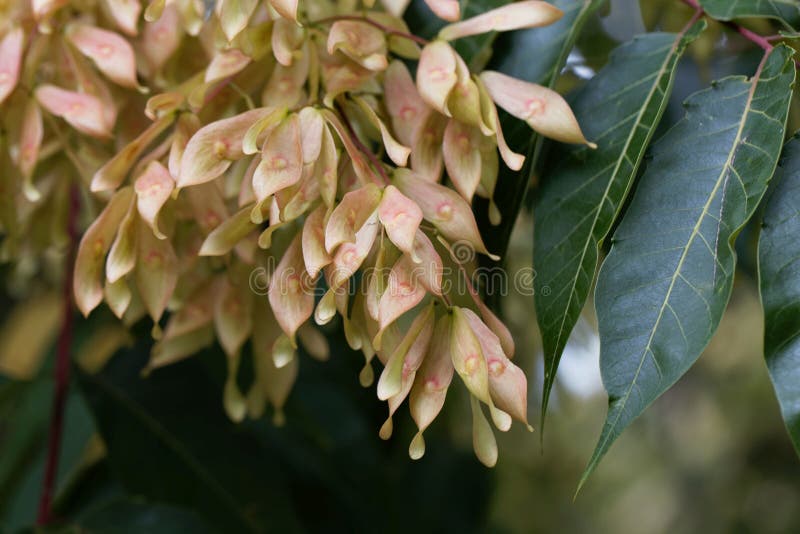 Fruits of a European Ash, Fraxinus Excelsior Stock Photo - Image of ...