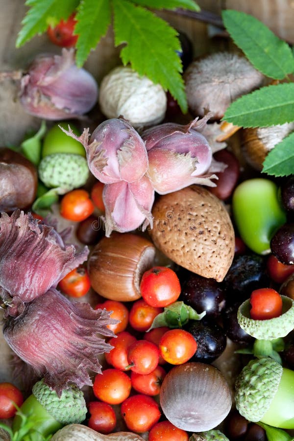 Fruits of fall stock photo. Image of fall, berries, garden - 87804990