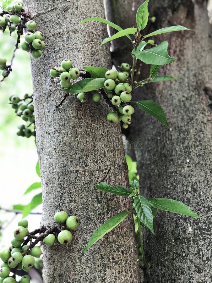 Fruits of Ficus Racemosa or Cluster Fig Tree or Indian Fig Tree. Stock ...