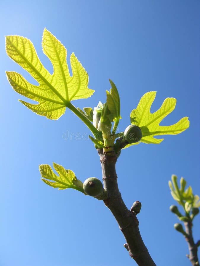 Fig fruits and leaf stock photo. Image of leaf, delicious - 5260946