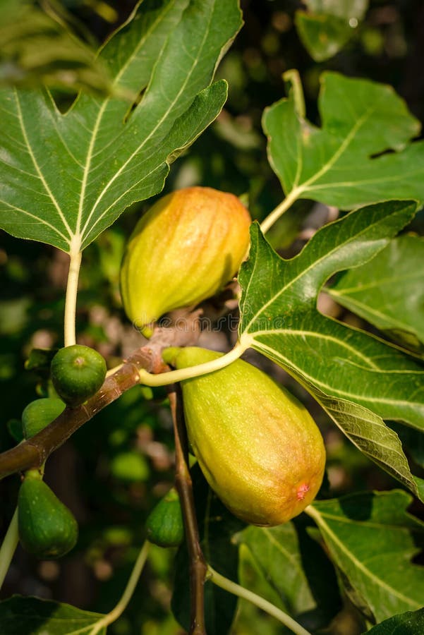 Fruits of Figs in the Garden Stock Image - Image of juicy, nature ...