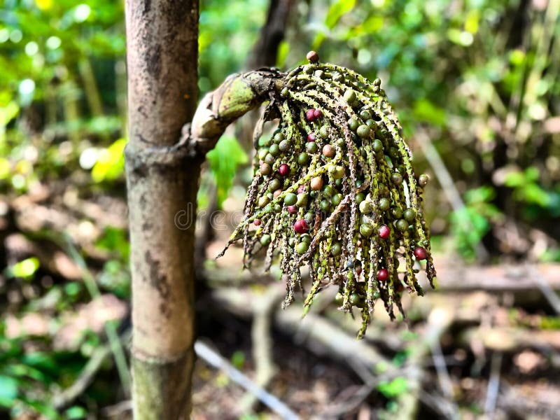Fruits of fish-tail palm stock photo. Image of tropical - 304656986