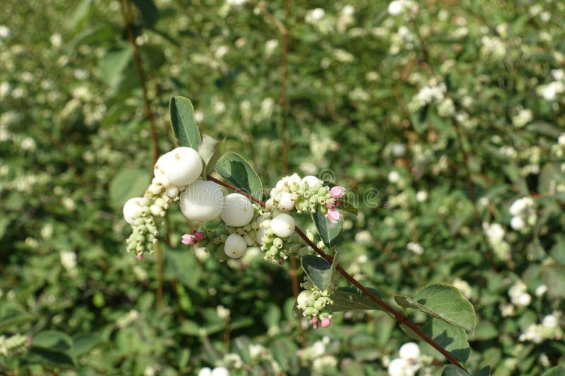 Fruits and Flowers of Symphoricarpos Albus Stock Photo - Image of ...