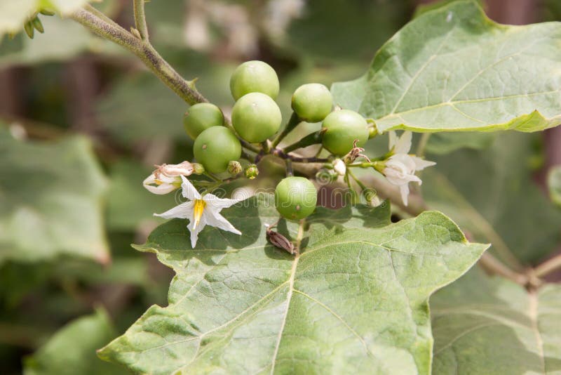 Fruits and Flowers Turkey Berry Stock Photo - Image of tiny, turkey ...