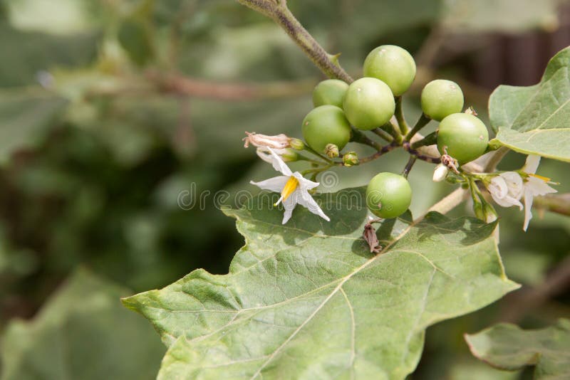 Fresh Solanum Torvum Fruits Turkey Berry Tree Stock Photos - Free ...