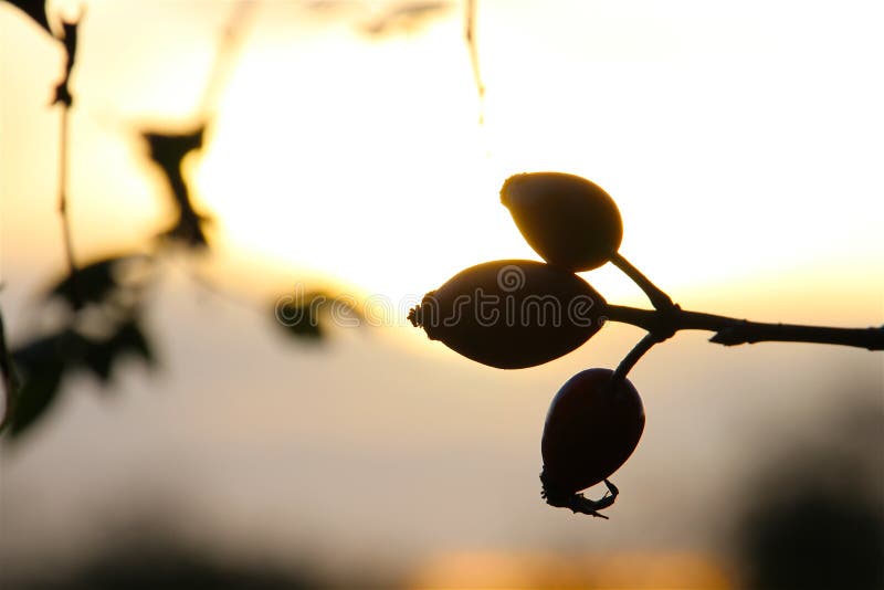 Fruits of the Forest Backlit Stock Image - Image of backlit, shade ...