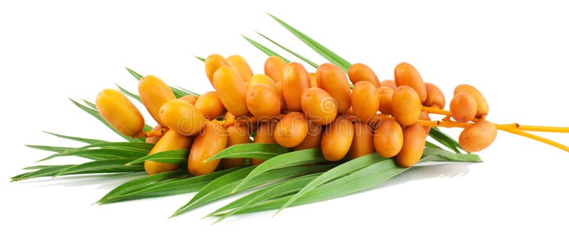 Datte fraîche photo stock. Image du fraîche, datte - 11285998