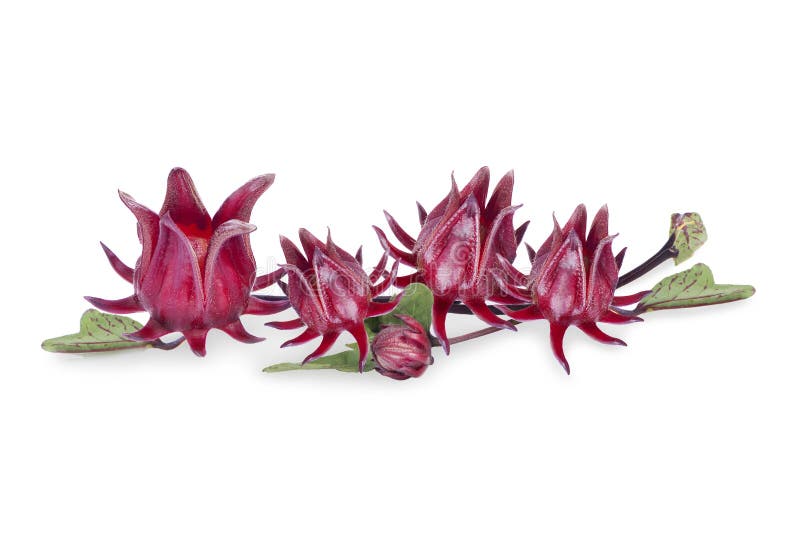 Roselle Leaves on White Background Stock Image - Image of healthy ...