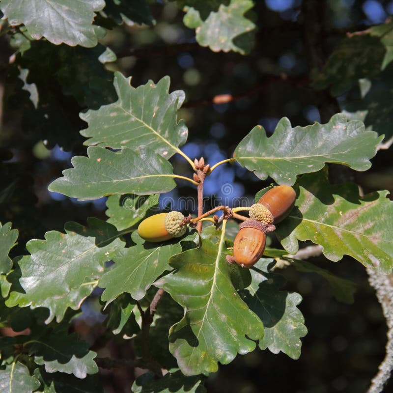Fruits of a German Oak on the Tree with Oak Leaves Stock Image - Image ...