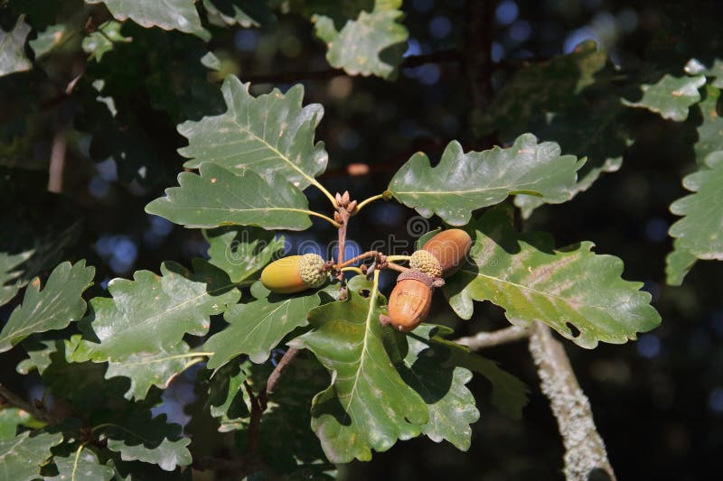 Fruits of a German Oak on the Tree with Oak Leaves Stock Image - Image ...