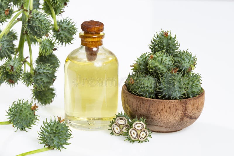 Fruits Green and Castor Oil - Ricinus Communis Stock Photo - Image of ...