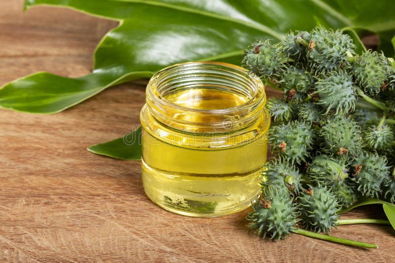 Fruits Green and Castor Oil - Ricinus Communis Stock Image - Image of ...