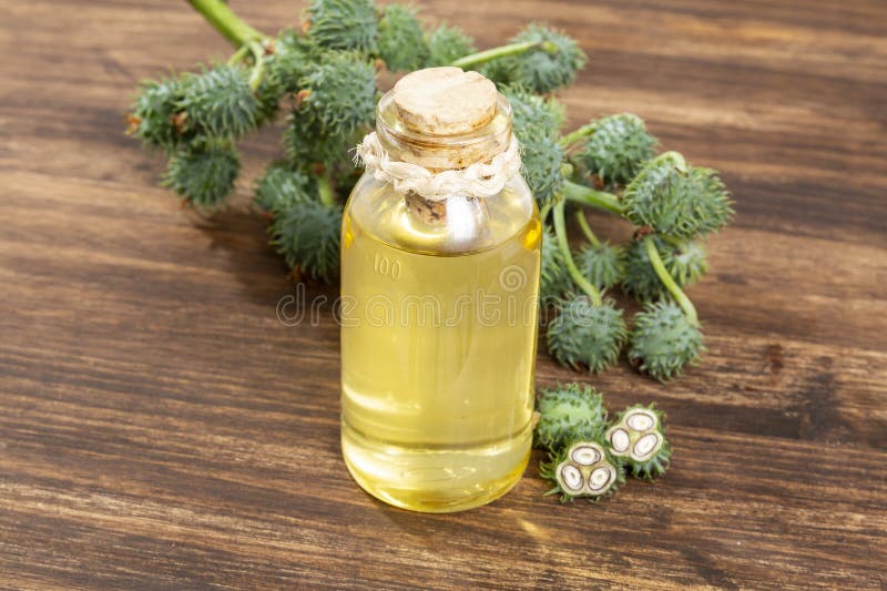 Fruits Green and Castor Oil - Ricinus Communis Stock Photo - Image of ...