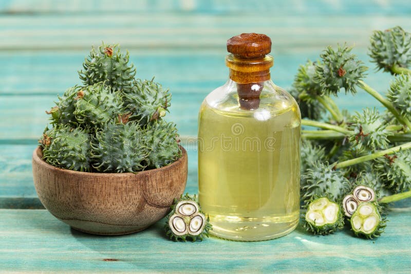 Fruits Green and Castor Oil - Ricinus Communis Stock Image - Image of ...