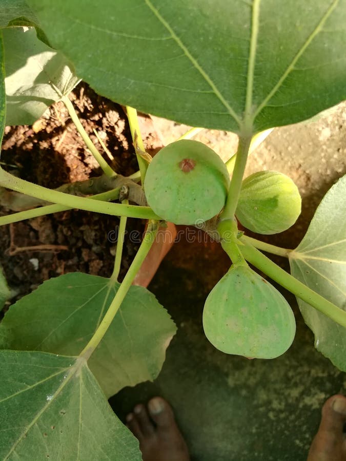 Fruit stock image. Image of natural, ripe, color, fruits - 125667015