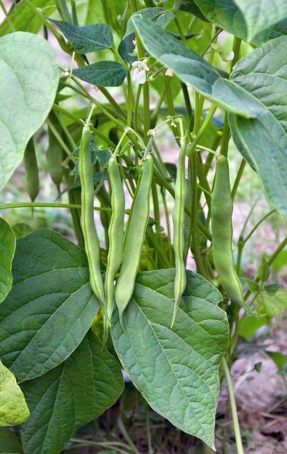 Fruits of Green Haricot Bean in Vegetable Garden Stock Photo - Image of ...