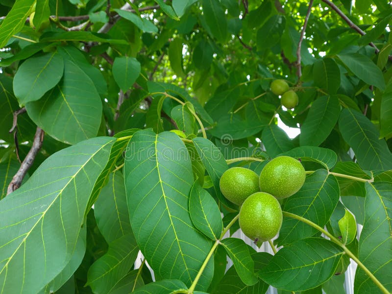 The Fruits of Green Nuts on a Branch among the Leaves Stock Photo ...