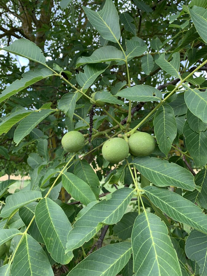 Fruits of a Green Walnut Growing on a Tree, Close-up Stock Photo ...