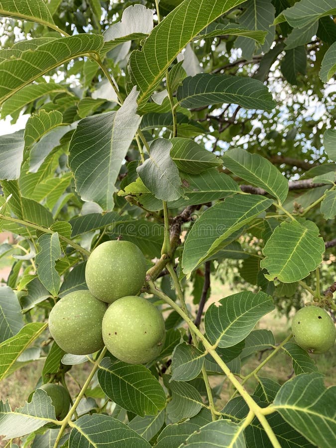 Fruits of a Green Walnut Growing on a Tree, Close-up Stock Image ...