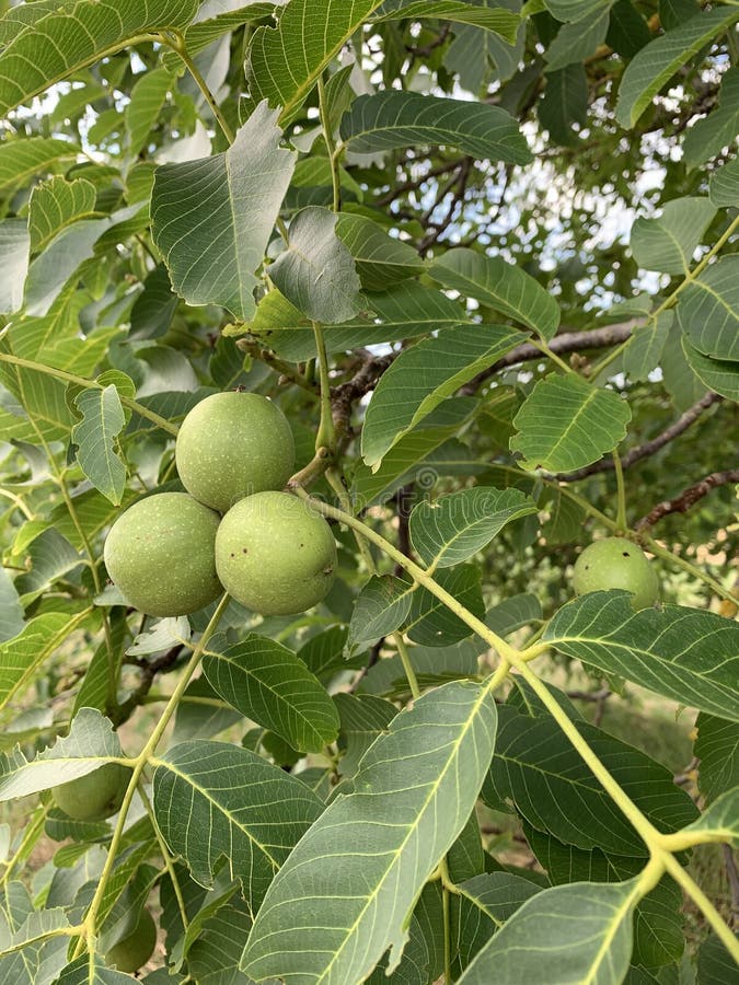 Fruits of a Green Walnut Growing on a Tree, Close-up Stock Image ...