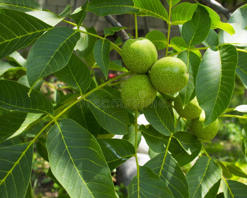The Fruits of Green Walnut Hang on a Branch. Walnut Tree Young Green ...