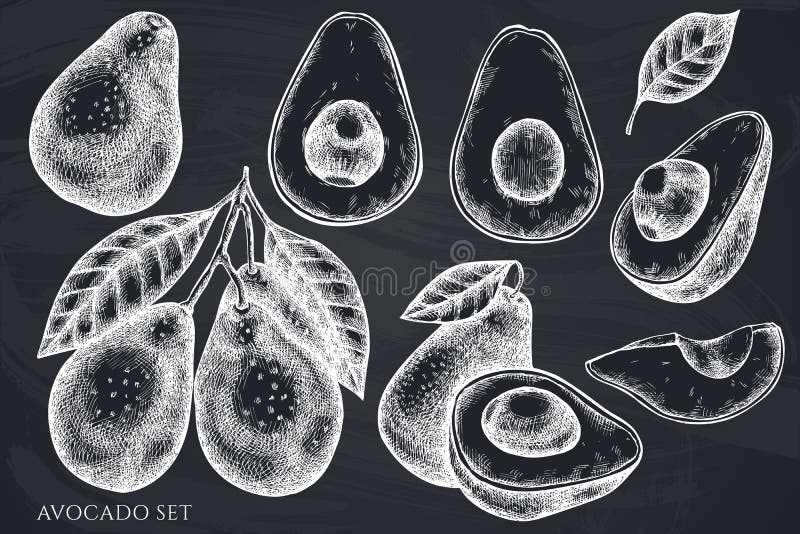 Fruits Hand Drawn Vector Illustrations Collection. Chalk Avocado Stock ...