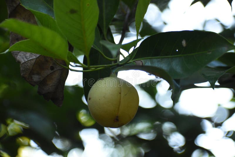 334 Mace Tree Stock Photos - Free & Royalty-Free Stock Photos from ...