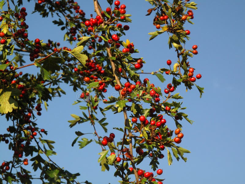 Fruits of Hawthorn (Crataegus Monogyna) Stock Image - Image of nature ...