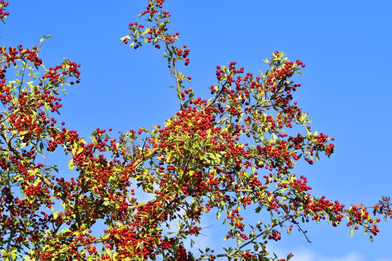 Fruits of the Hawthorn (Crataegus Monogyna) at the Beginning of Autumn ...
