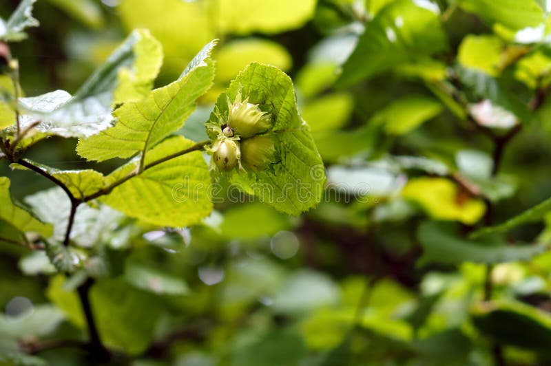 Hazelnut Hazel Hazelnoot Cobnut or Filbert Nut Stock Photo - Image of ...