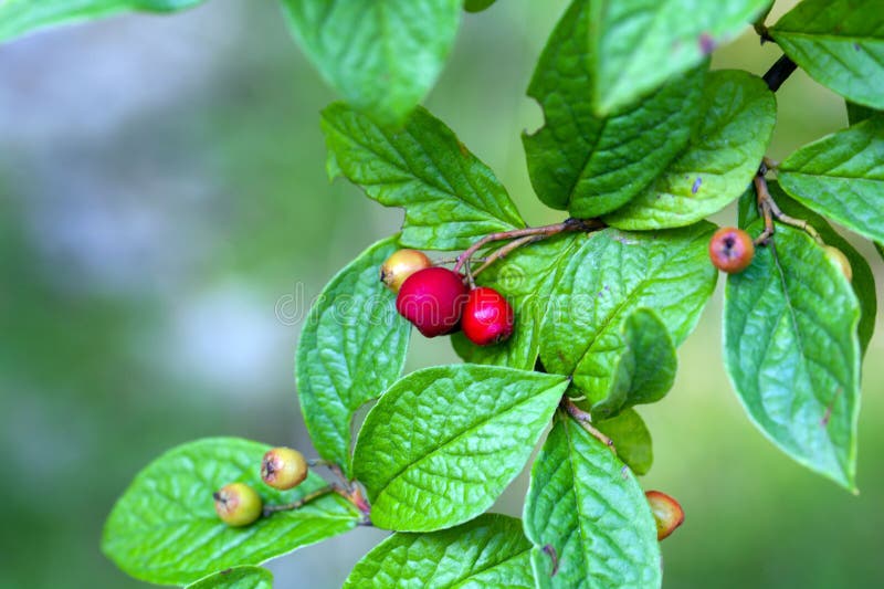Hollyberry Cotoneaster Stock Photos - Free & Royalty-Free Stock Photos ...