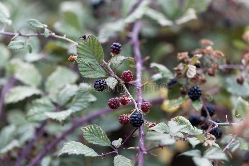 Rubus Sanctus, the Burning Bush in, Sinai, Egypt. Stock Image - Image ...