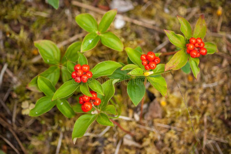 Bunchberry - Cornus Canadensis - Isolated Stock Image - Image of nature ...