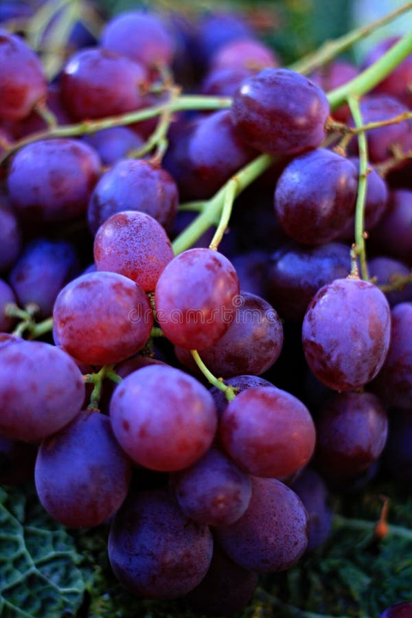 197 Graps Stock Photos - Free & Royalty-Free Stock Photos from Dreamstime