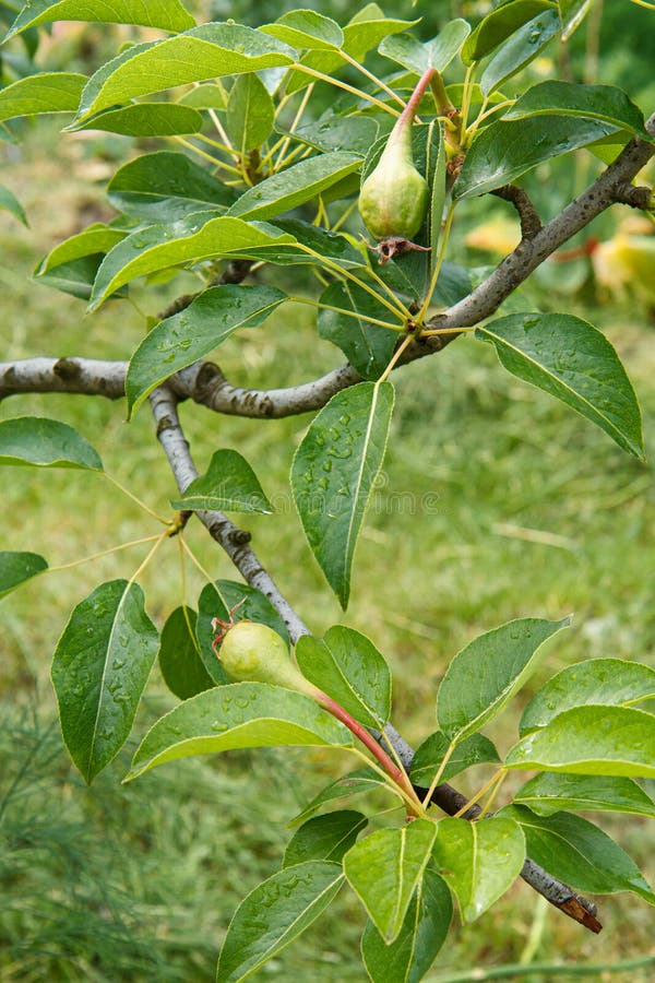Fruits of Immature Pear on Branch of Tree. Stock Image - Image of food ...