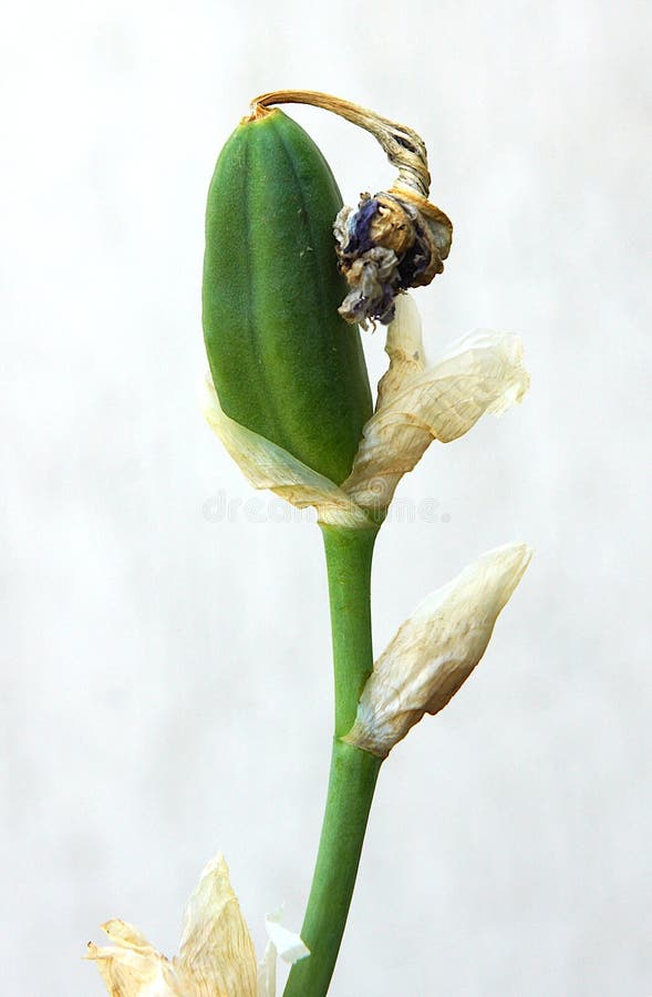 The fruits of iris stock photo. Image of development - 250133358