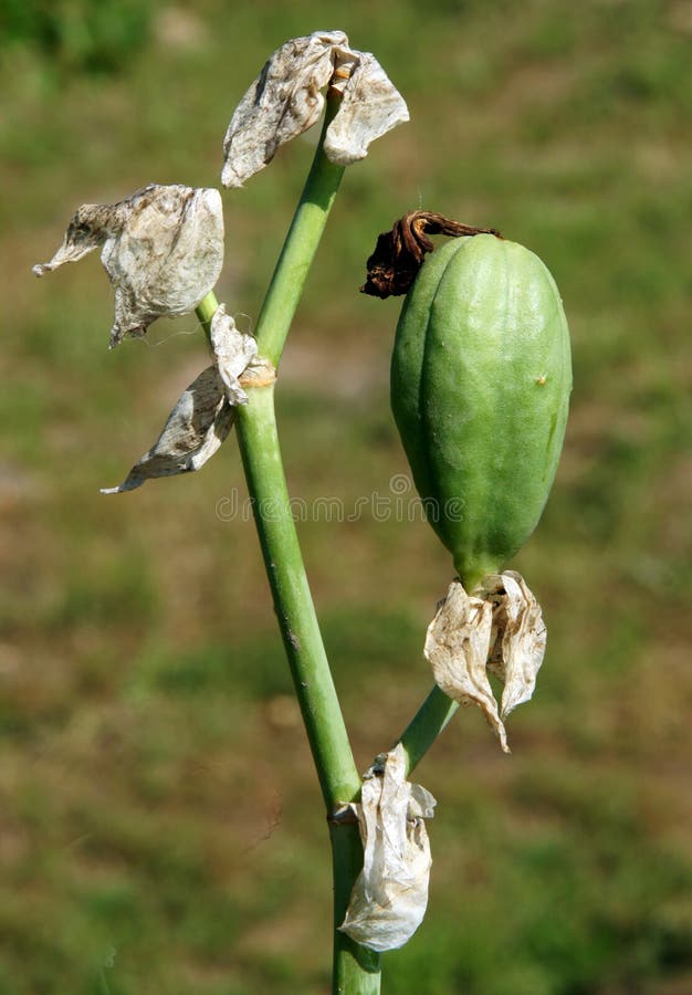 The fruits of iris stock image. Image of natural, seed - 183193375