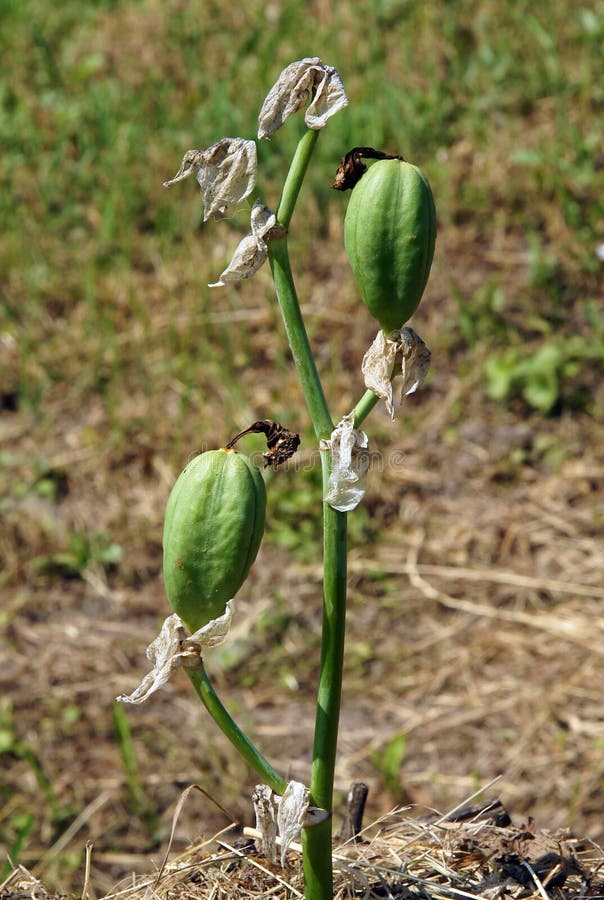 The fruits of iris stock photo. Image of growth, close - 183193384