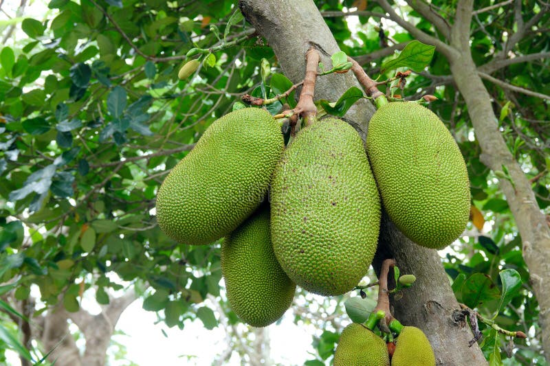 Jackfruit stock photo. Image of green, paramita, heterophyllus - 366915212