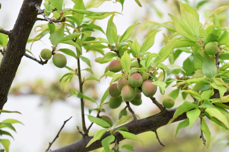 Fruits of Japanese apricot stock photo. Image of plant - 113899562