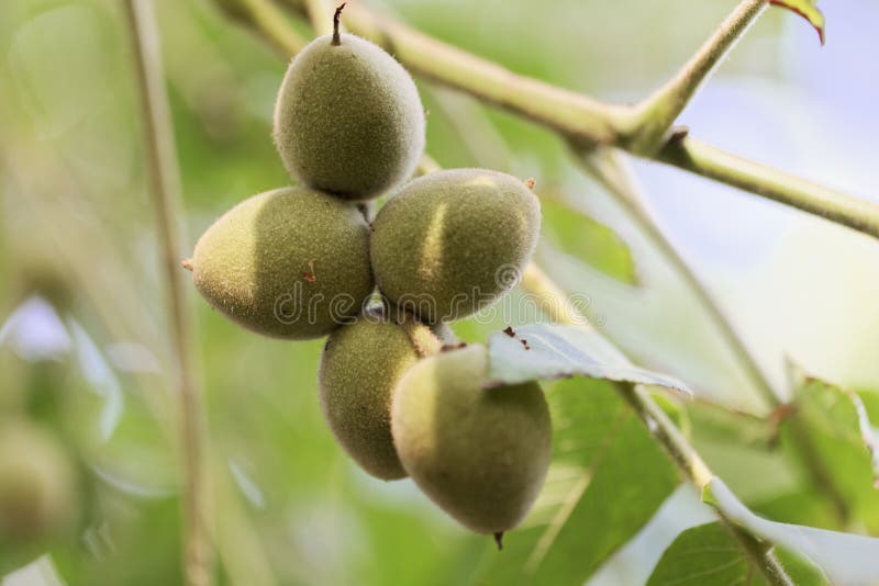 Fruits of a Japanese Walnut Juglans Ailantifolia Stock Image - Image of ...