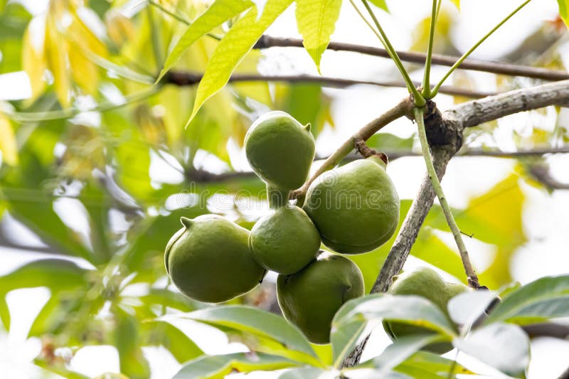 Fruits of a Java Olive Tree, Sterculia Foetida Stock Image - Image of ...