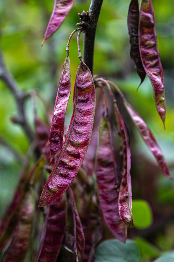 Fruits of Judas Tree stock photo. Image of shrub, white - 296452324