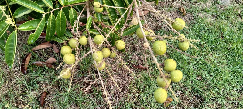 Fruits. Kelengkeng stock photo. Image of sthe, sweet - 283233132