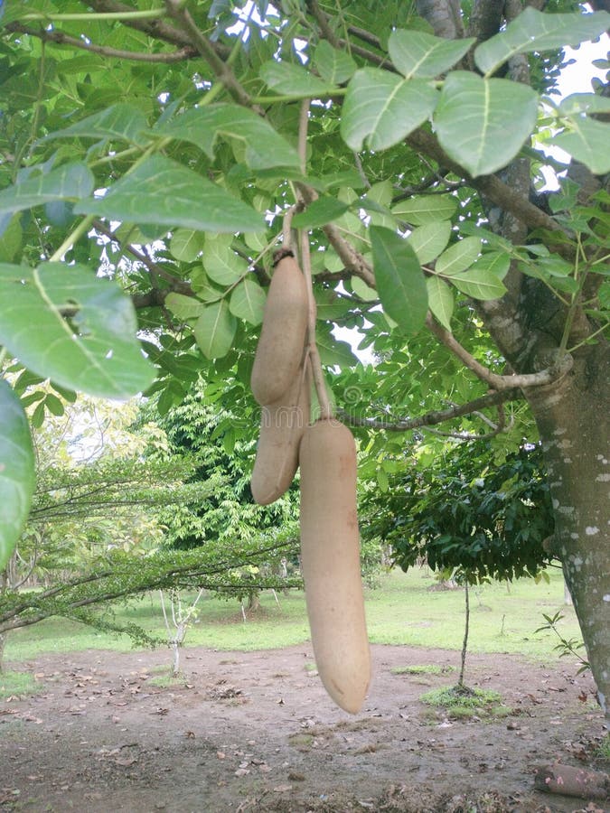 The Fruits of the Kigelia Africana Tree Stock Image - Image of green ...