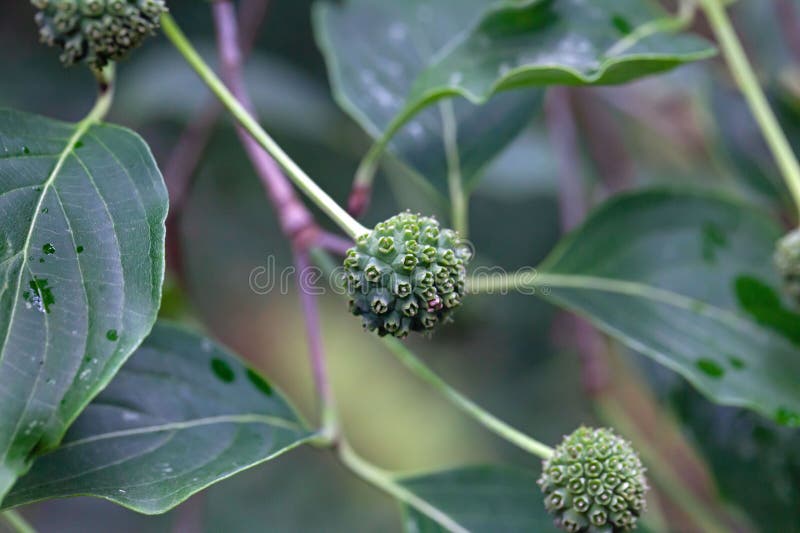 Fruits of a Kousa Dogwood, Cornus Kousa Stock Image - Image of shrub ...